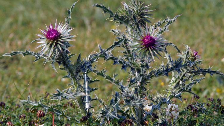 Alerta amarilla: en el sudeste de Córdoba nació una nueva maleza ...