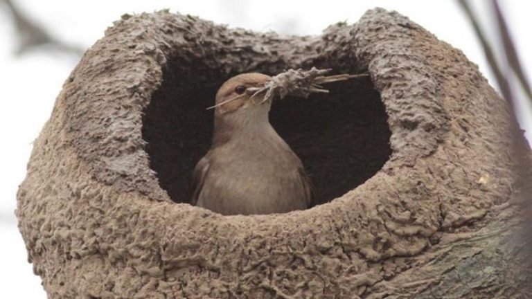 Biólogos argentinos lanzan proyecto para investigar nido del hornero ...