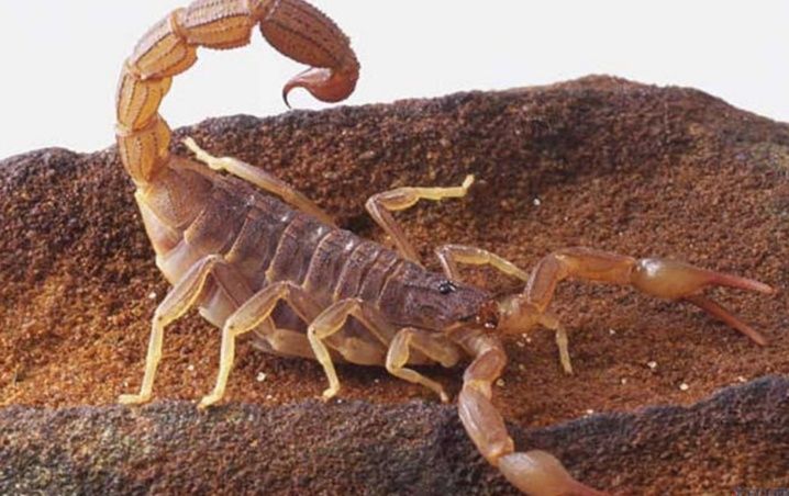 Alertan ante la fuerte presencia de alacranes: ¿Cómo actuar? | Radio EME