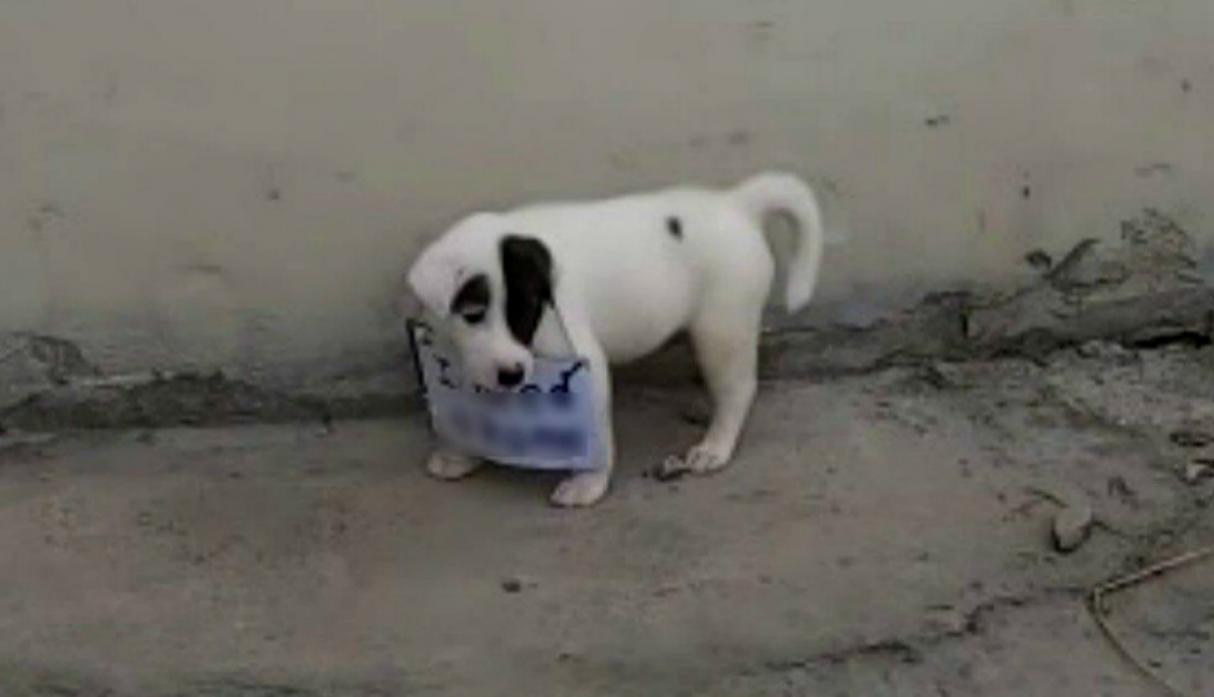 El desgarrador mensaje que tenía un perro sin hogar colgado en su ...