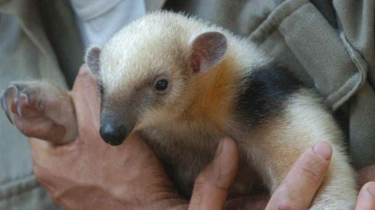 Video: emotivo rescate de un oso melero en el norte de Santa Fe | Radio EME
