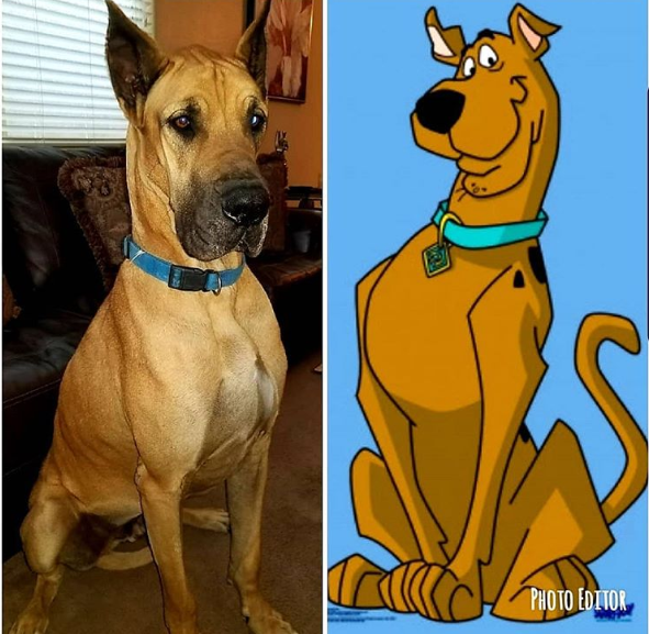 Un perro idéntico a Scooby-Doo generó una verdadera revolución en ...