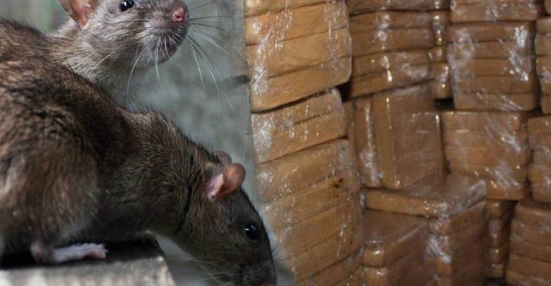 Las Ratas drogadictas dieron otro gran golpe en Jujuy: “se aspiraron 60 ...