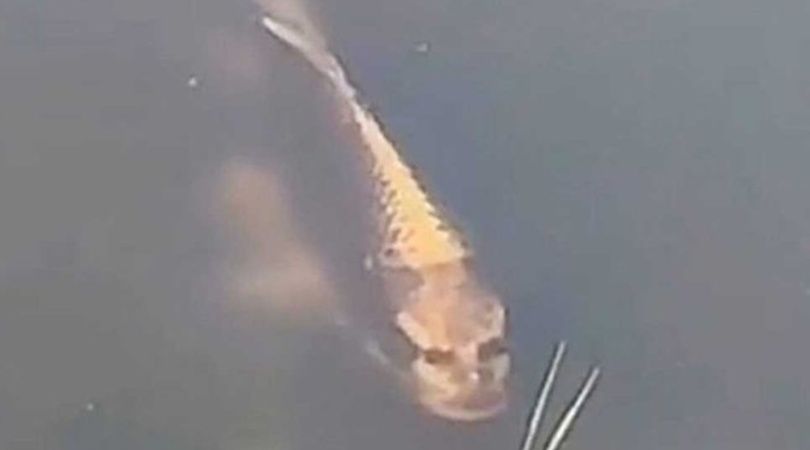 Insólito: encontraron un pez con rostro humano | Radio EME