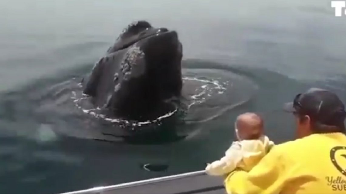 Tierno video de una beba "jugando" con una ballena | Radio EME