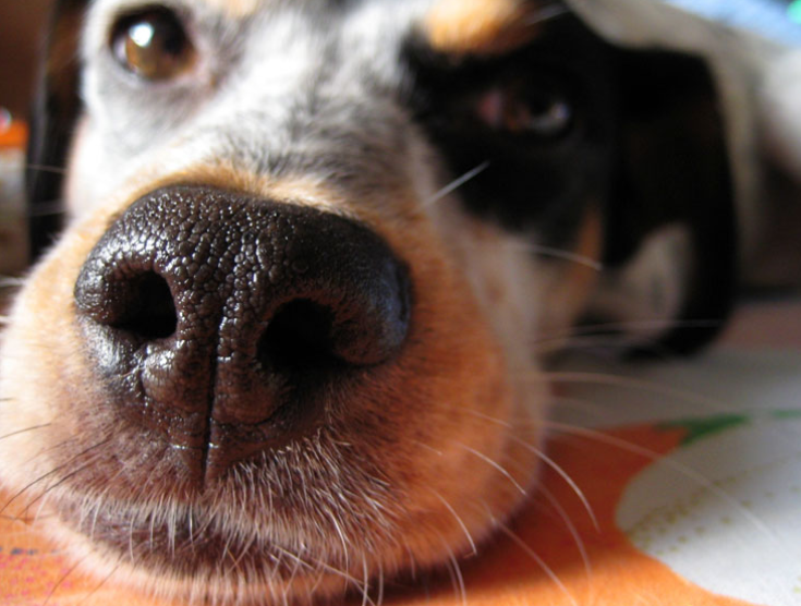 Confirmaron la inédita función que cumple la nariz de los perros