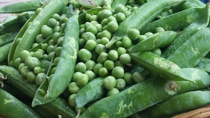 Convocan a licenciar una nueva variedad de arveja verde | Radio EME