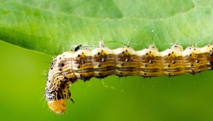 El Inta advirtió que hay proliferación de insectos en los principales ...