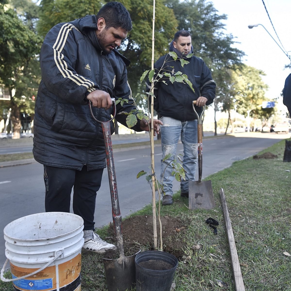 Siguen las tareas del plan de arbolado municipal