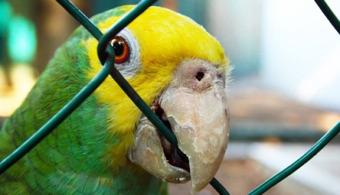 Recomendaciones ante la reciente aparición de casos de psitacosis